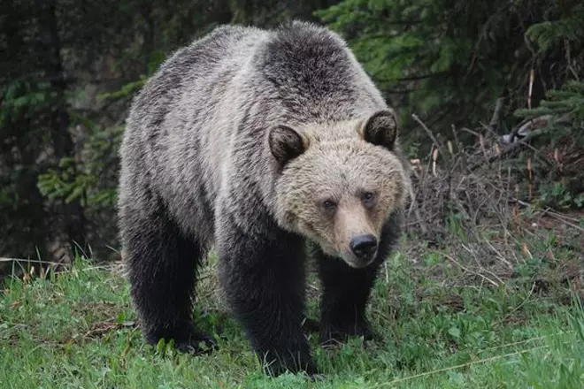The bear decided to attack an 11-year-old student and paid the price. The boy had a gun