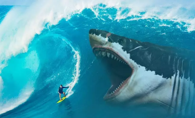 Megalodon để lại dấu ấn dưới đáy đại dương: Phát hiện của các nhà khoa học và ngư dân