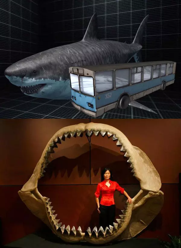 Megalodon left a mark on the ocean floor: findings of scientists and fishermen 1608_3