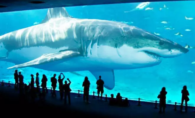 Megalodon left a mark on the ocean floor: findings of scientists and fishermen 1608_4