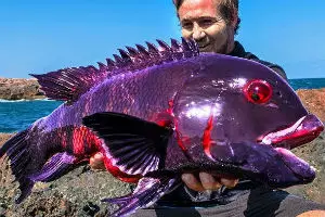 L'uomo ha lanciato una canna da pesca e ha tirato fuori il pesce più raro del mondo