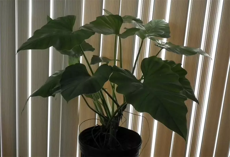 Philodendron Mudah menyesuaikan diri dengan naungan separa, dan jika terjadi kemarau, ia puas dengan simpanan air yang terkumpul di tangkai. Philodendron berkesan dalam memerangi kepekatan formaldehid dan xilena yang tinggi di udara.