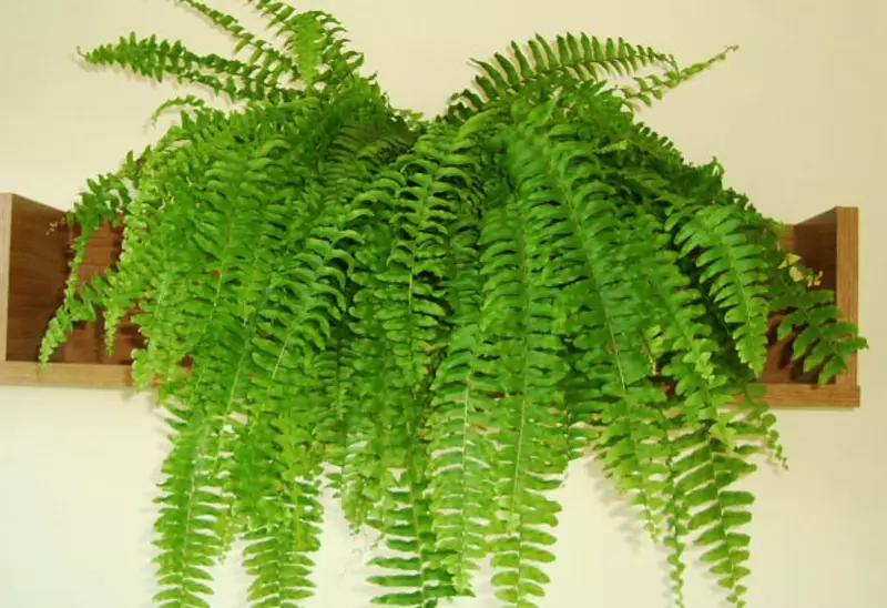 Nephrolepis Una planta del gènere de falgueres de la família Lomariopsis no només purifica l’aire, sinó que també l’hidrata. 2-3 plantes adultes poden augmentar la humitat en una habitació de no més de 20 metres quadrats. fins a un 75%.