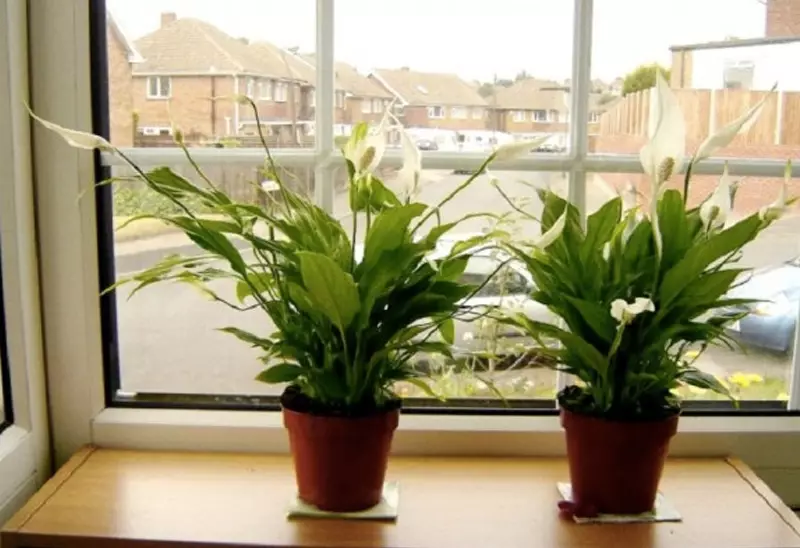 Spathiphyllum Rastlina čisti zrak pred mnogimi škodljivimi organskimi spojinami in zmanjšuje število mikroorganizmov. Spathiphyllum je naravni sorbent za benzen, formaldehid, trikloretilen.