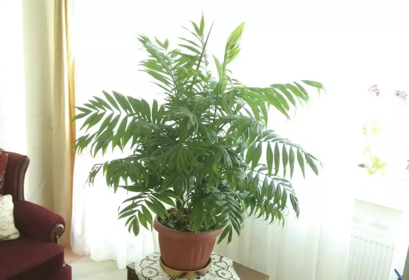 Palmera de bambú La planta pot prescindir fàcilment de la llum solar directa i, al mateix temps, purificar l’aire de substàncies nocives i, si l’instal·leu al costat d’un ordinador, reduirà el dany de la radiació electromagnètica.