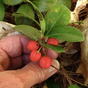 Berry duurjoogta ugu halista badan. Way fiicantahay in la dhaafo