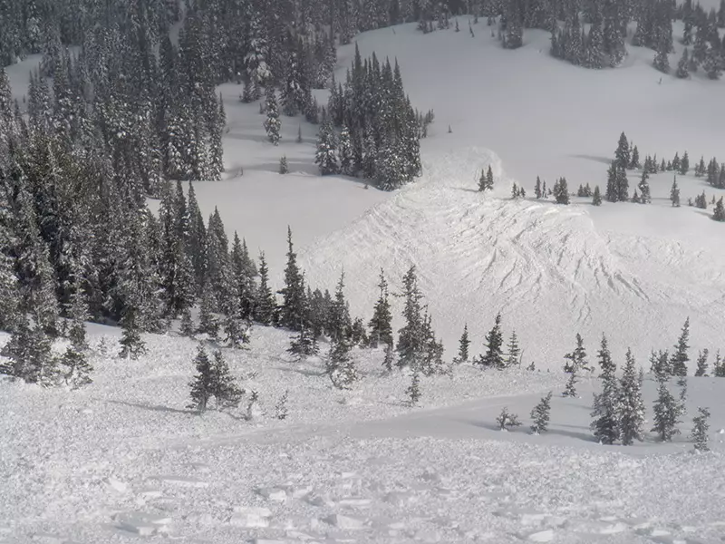 Rule # 11 Young, low scattered trees with branches growing only in the direction of the slope are the most obvious sign of an avalanche site.