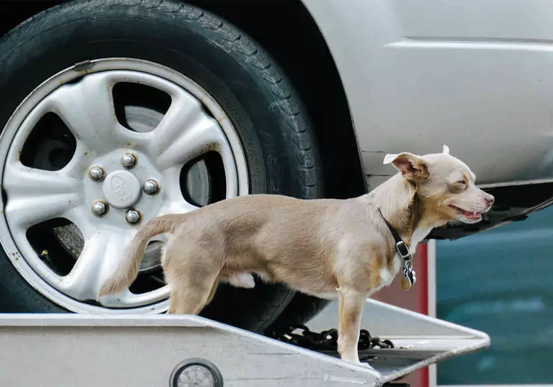 Attacking a Dog Police in Fort Thomas, Kentucky, impose high fines on those who choose to have sex in a car with a ... dog. We advise you to go around this city side - painfully strange people live there.