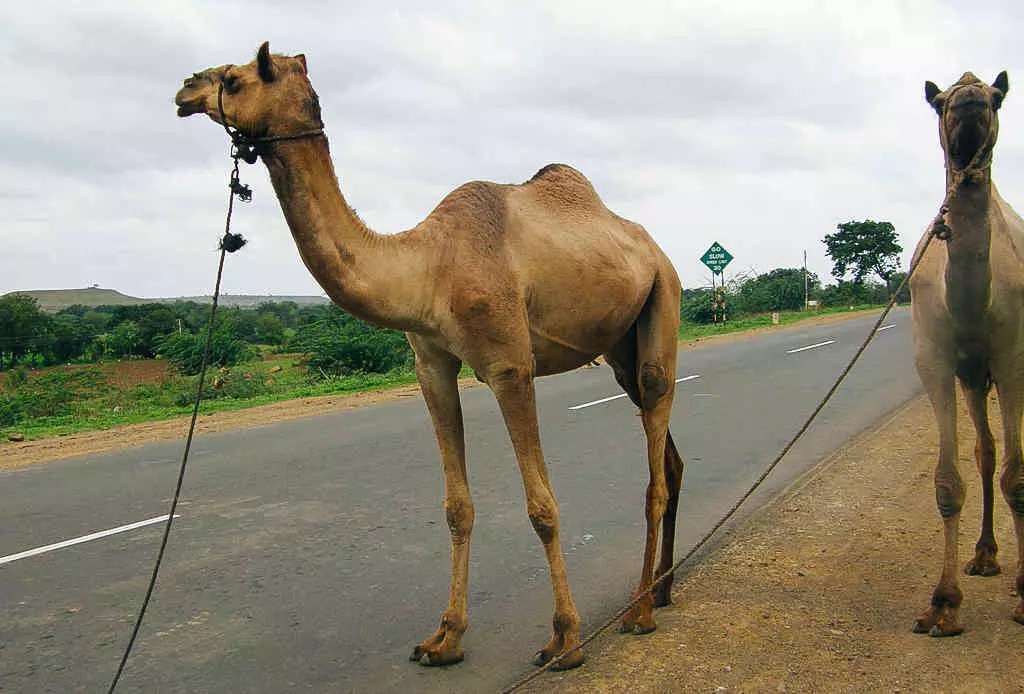 Camel discrimination How nice it is to saddle your favorite camel and go over the horizon, to conquer still unknown distances! Unfortunately, human rights defenders in the state of Nevada are standing up against this. The appearance of riding a camel on the highway threatens the traveler with imprisonment.