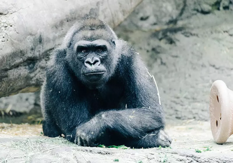 Dauke da gorilla Idan kuna jigilar gorilla a kujerar baya, kada ku sa ta. A kan wannan, saboda wasu dalilai, ya nace kan lambar hanya a Massachusetts.