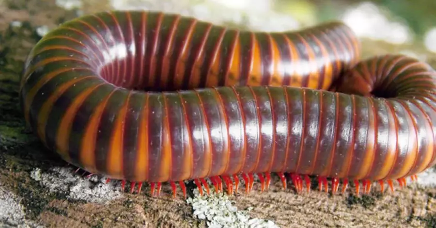 Mongolian Death Worm Gobi Desert Motho enoa ea tšabehang ntlheng e ka boroa ea Lehoatata la Gobi ha a moholo haholo ebile o hola feela ho fihla ho limithara tse 'maloa. Empa Lefu Seboko ha lea itšetleha ka boholo ba sona: litšoelesa tse molomong oa sona li khona ho ntša acid le motlakase ka nako e le 'ngoe. Phumano ea 'nete ea sehlopha sa mapolesa! Baahi ba makatsang ba etella libaka tsa sebaka seo ho nahanoang hore ke sebaka sa seboko.