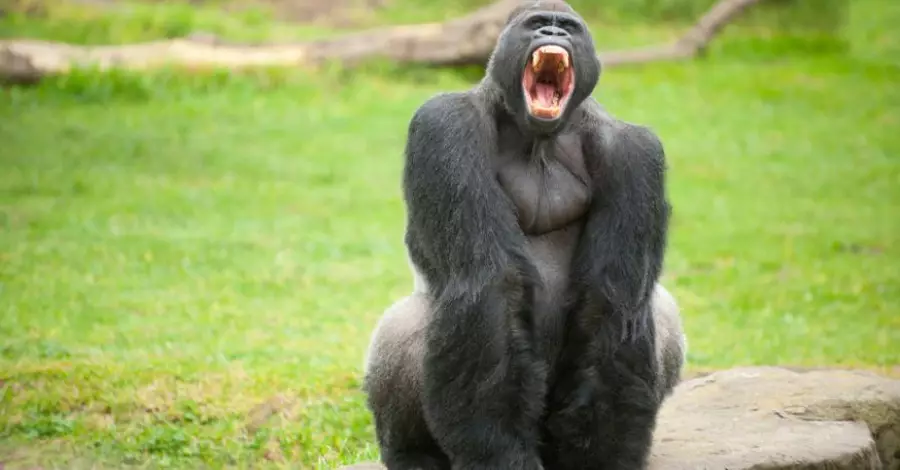 Skunk Ape Florida Mohlomong sebopuoa se tenang ka ho fetesisa lefatšeng - Maamerika, leha ho le joalo, ha ba so ka ba ba le monahano o motle. Skunk Ape, e leng tšoene e nkhang hampe, e fapane le beng ka eona ka boholo le monko oa eona o ka bolaeang hanghang mang kapa mang ea atamelang limithara tse 'maloa. Leha ho le joalo, ha ho lehlasipa le le leng la motho enoa le kileng la fumanoa.