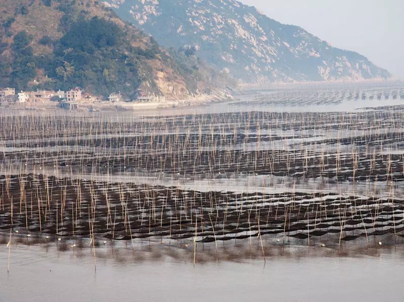 Xiapu Bank Kustbanken, som ligger i provinsen Fujian, är en populär plats för både fiske och fotografering. Bojar, båtar och bambustänger skapar den perfekta naturliga bakgrunden för filmning.