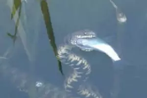 Cómo una víbora caza peces bajo el agua: video