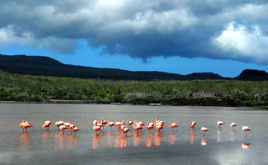 Floreana Equador Floreana faz parte da grande variedade das Ilhas Galápagos. Este pequeno pedaço de terra está localizado a cem quilômetros do Equador. A população de Floreana é de apenas cem pessoas, há um telefone e um hotel que recebe um hóspede uma vez por ano.