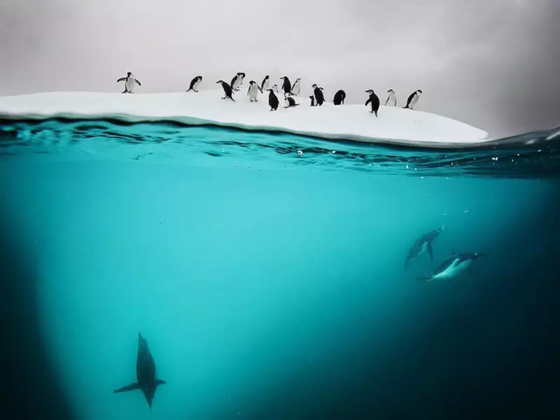 Pinguïns op het kleine Danko-eiland in de Straat van Herrera voor de kust van Antarctica.