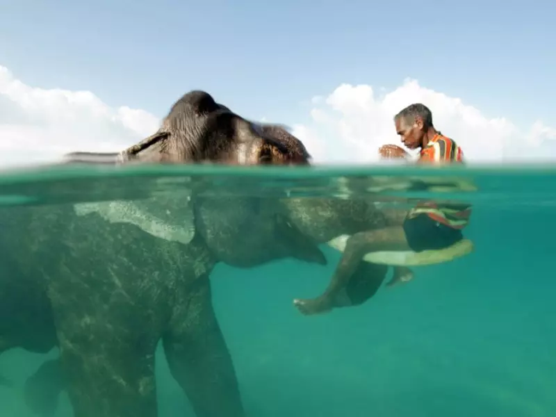 Rajan, een oude 60-jarige olifant, speelt met zijn baasje op een van de kleine eilanden in de Golf van Bengalen.