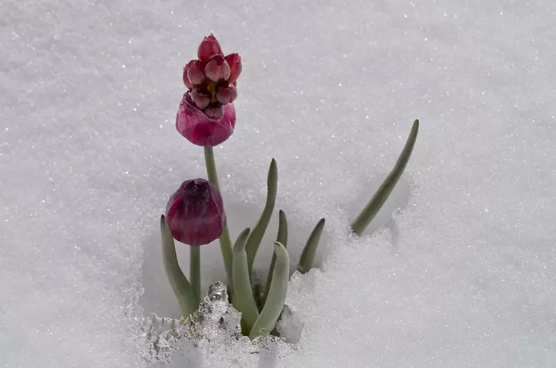 Villt lauk Villt laukur er algengur á svæðum þar sem gras er oft sláttað. Á veturna getur þú fundið það á sólríkum stöðum á opnu landi. Laukur er mjög mjúkur, sumir þeirra bragðast nær hvítlauk, aðrir graslaukur. Það er hægt að safna því og nota sem mat, en það er samt þess virði að kíkja á það sem þú rífur til að safna ekki öllu sem lítur jafnvel líkt út eins og lauk.