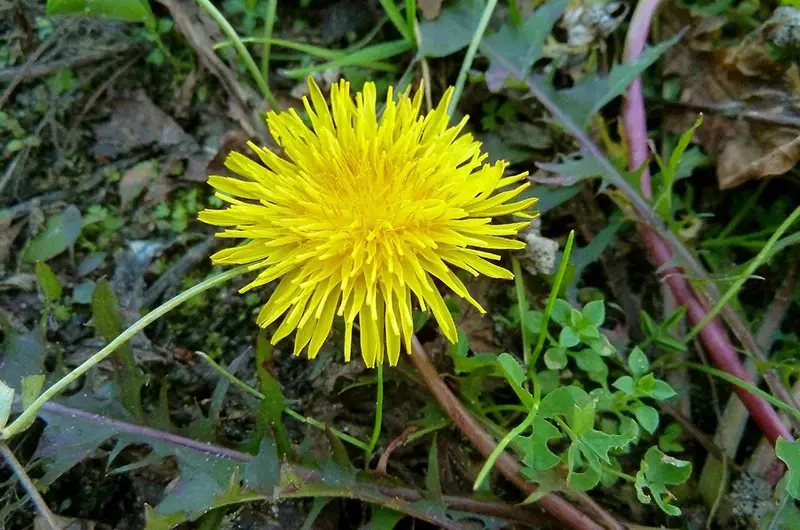 Dawa ya Dandelion Hata mtoto anaweza kupata dandelion. Mmea huu wa kijani kibichi wenye petali kubwa katikati ni chakula. Jambo la kupendeza zaidi juu yake ni maua. Wanahitaji kung'olewa kutoka kwenye shina na kuchapwa kwenye shina la kijani na vidole vyako ili kusiwe na juisi nyeupe, kwa sababu ni kali. Tamu na yenye juisi kabisa, maua haya ya mwituni hukua kwa wingi katika latitudo zetu.