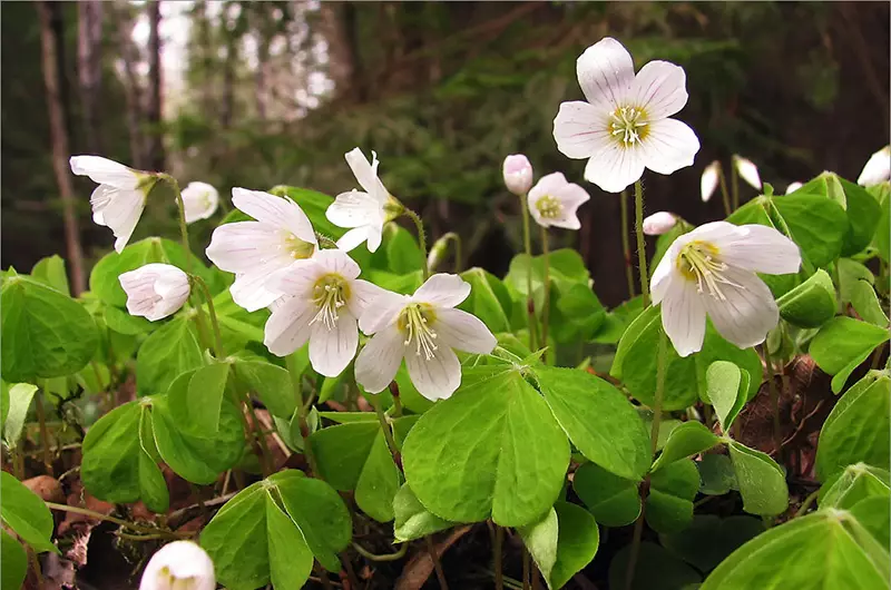 Oxalis közönséges Oxalis kellemes frissítő ízű, enyhe savanyúsággal. Általában a meggy virágai sárgák, de néha rózsaszínűek is megtalálhatók. Van egy szár, mert a virágok és a levelek meglehetősen keserűek. Ez a növény nemcsak réteken és mezőkön, hanem a vadonban is megtalálható. Az oxálsav nagy mennyiségben tartalmaz ehető oxálsavat, de nagy mennyiségben emésztési és gyomorpanaszokhoz vezethet.