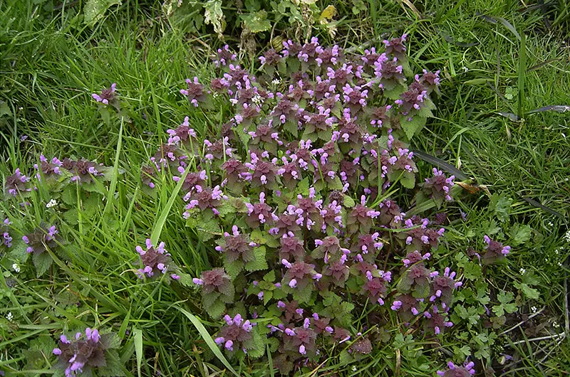 Lambakjöt er önnur ætur planta. Að þessu sinni með viðkvæmu myntubragði. Rétt eins og með súr kirsuber, þá er þess virði að rífa blómin af til að éta ekki stilkana. Þessi planta dreifist eins og teppi í upphafi árs og þá vex oxalis mjög oft á þessum stöðum.