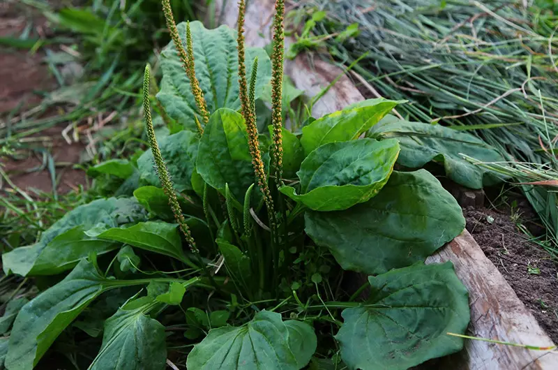 Mmea Karibu kila aina ya mmea ni sawa kwa kila mmoja, na hukua karibu katika mikoa yote. Inaonekana ni rahisi - rosette ina majani ya kijani kibichi, mviringo, ovoid au lanceolate. Plantain haitumiwi tu katika dawa za kiasili, bali pia kama chakula. Majani madogo ya mmea yana ladha ya chumvi. Katika kupikia, wakati mwingine huongezwa hata kwenye mitungi ya kachumbari.