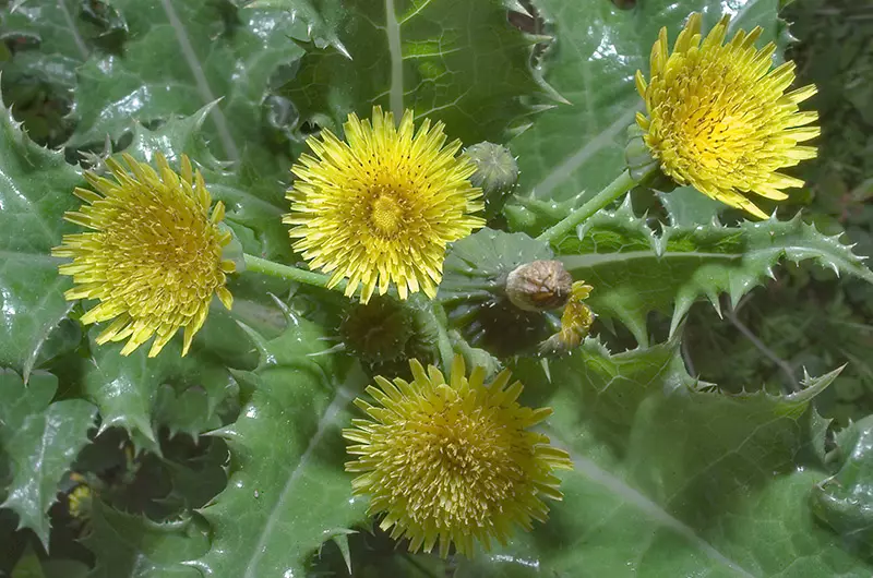 Panda mbigili Na majani ya mbigili ya kupanda, unahitaji kuwa mwangalifu vya kutosha, kama vile majani ya dandelion, ili kuepuka kupata juisi ya uchungu mdomoni mwako. Maua ya manjano ya mmea huu ni sawa na yale ya dandelion, lakini mbigili ya kupanda ni tastier, ingawa imeandaliwa kwa njia sawa na dandelion. Mbigili ya kupanda ina shina lililonyooka na inaonekana kama mbigili.