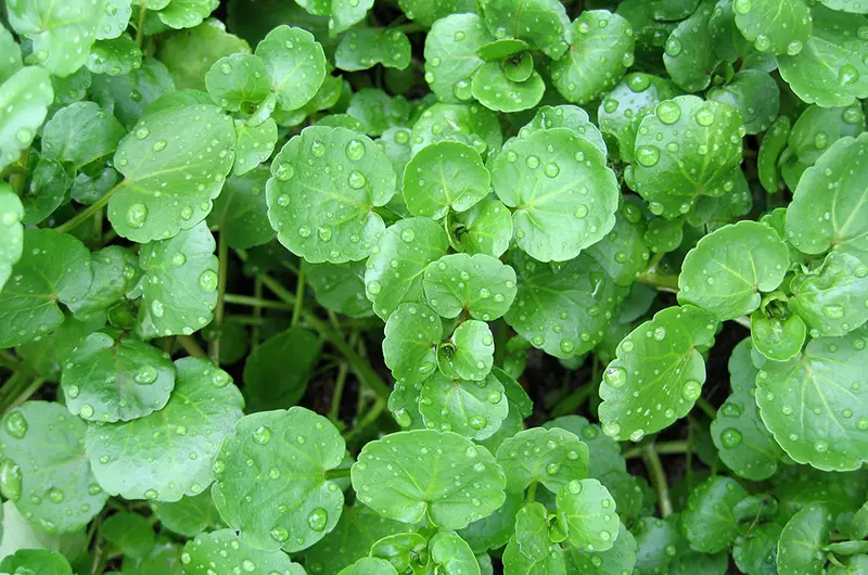 Watercress Hii ni moja ya mimea ya mwituni inayokua mijini. Wakati mchanga, watercress ina majani maridadi yenye ladha ya haradali. Wakati mmea unakua, inaweza kutumika kama majani ya haradali.