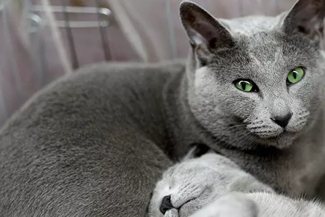 Se trajo un gato doméstico a la isla y en pocos meses capturó todas las especies de aves locales.