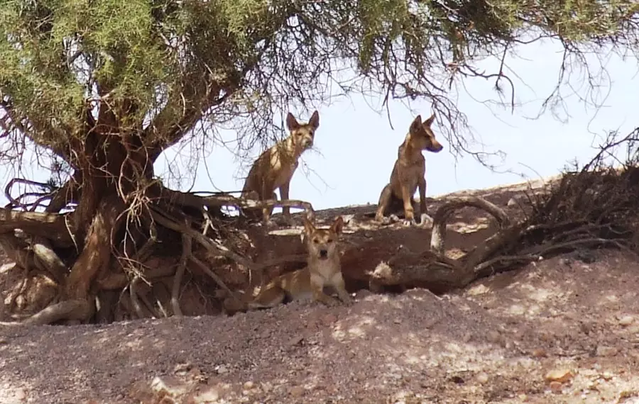 Genus purba Agaknya, semua dingo adalah keturunan dari satu kelompok kecil yang datang ke Australia pada awal 4000 SM. Kemungkinan besar, dingo datang ke benua yang jauh ini bukan dengan imigran, tetapi dengan imigran dari Asia Tenggara, yang memungkinkan para ilmuwan untuk menarik kesimpulan tentang distribusi yang sangat luas dari anjing-anjing ini di masa lalu.