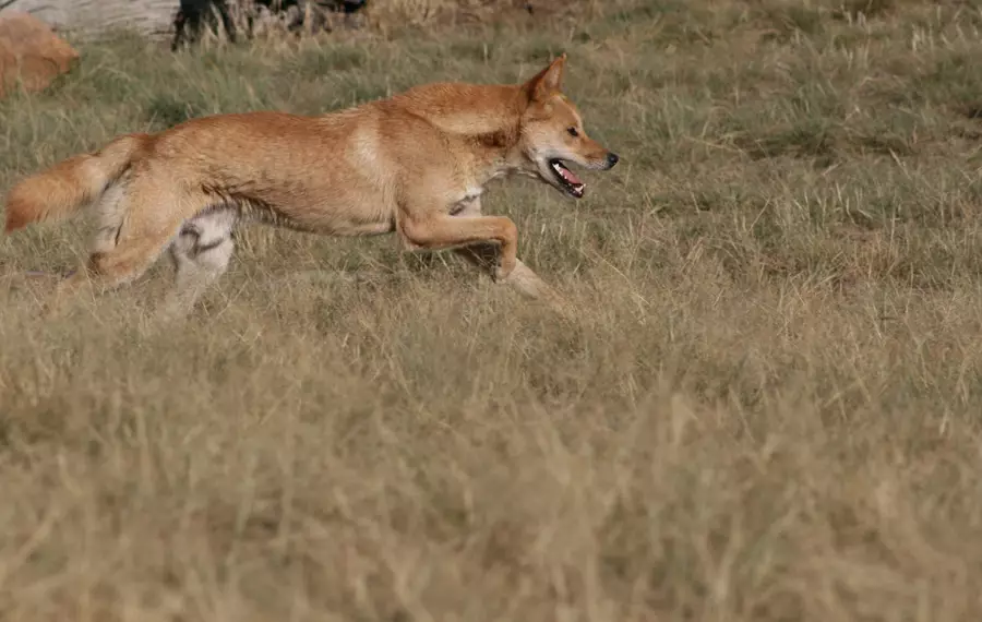 Zanakalahin'ny amboadia Ny ankamaroan'ny manam-pahaizana dia mihevitra fa ny alika dingo dia taranaky ny amboadia indiana - izay rehetra Viking dia mety hitsiriritra ny razamben'ny dingo. Ankehitriny ny amboadia indiana dia tsy hita afa-tsy amin'ny zanatany indianina, fa tamin'ny tapaky ny taonjato lasa, dia nisy havany iray hafa amin'ny dingo hita: ny alika mpihira New Guinea. Azonao atao ny mihaona aminy, araka ny tondroin'ilay anarany, any amin'ny alan'i Nouvelle-Guinée ihany.