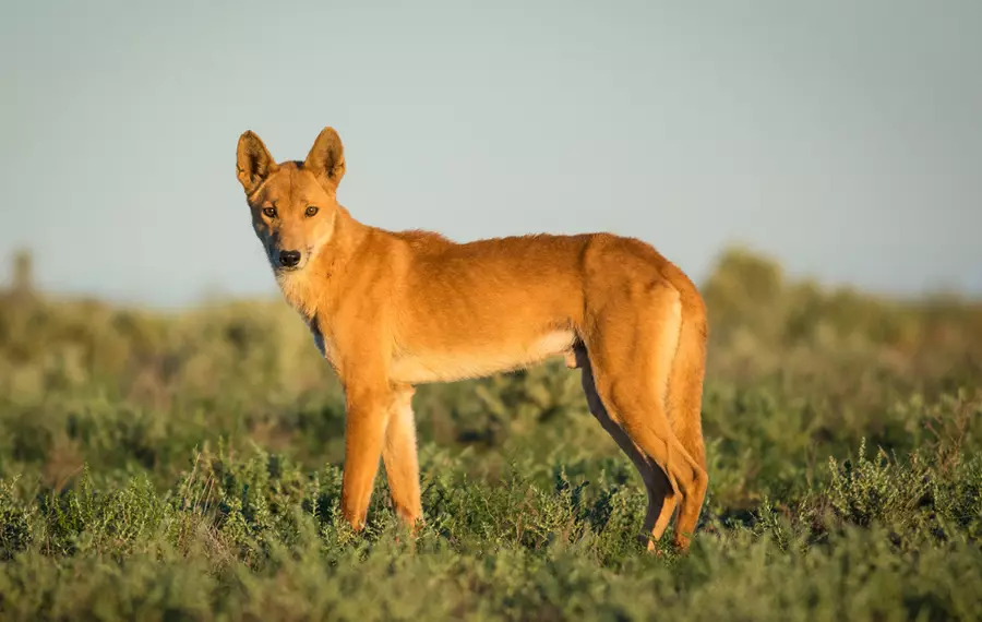 Spridda och mångfaldiga Australien blev för Dingo ett riktigt paradis på jorden. Det finns mycket spel, men det finns nästan ingen tävling och fiender. Hundar som visste hur man jagade i flock överlevde ensamma pungdjur från hela kontinenten och nådde till och med de närmaste öarna. Biologer tror att det var Dingo som blev huvudorsaken till att flera arter av australiensiska pungdjur på en gång utrotades.