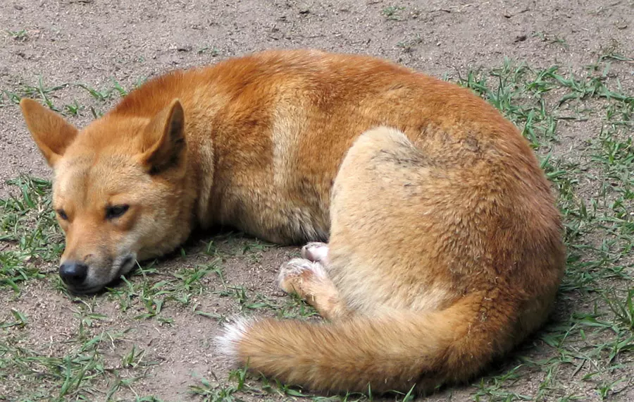 Paket sosial Seperti serigala, anjing Dingo hidup dalam kelompok yang terdiri dari 5-13 anjing. Semua kehidupan sosial dibangun di sekitar satu pasangan dominan: hanya mereka yang dapat memiliki anak anjing baru dan hanya mereka yang membuat keputusan untuk memindahkan kawanan ke tempat baru. Laki-laki alfa mengambil posisinya saat dia kuat, tetapi akhirnya adalah kesimpulan yang sudah pasti - segera setelah anjing yang lebih parah dan kuat muncul, dia menggantikan pemimpinnya.