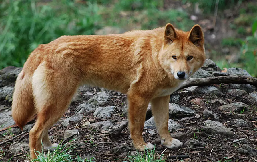 Perbedaan Eksternal Pada bagian dari dingo, sulit untuk membedakan dari anjing normal yang berbadan tegap. Mereka cukup tinggi dan mencapai 67 sentimeter pada layu, moncong dingo berbentuk persegi, dan bulunya sangat tebal, berwarna kemerahan. Dingo sungguhan tidak tahu cara menggonggong, tetapi mereka menggeram dan melolong seperti serigala sungguhan.