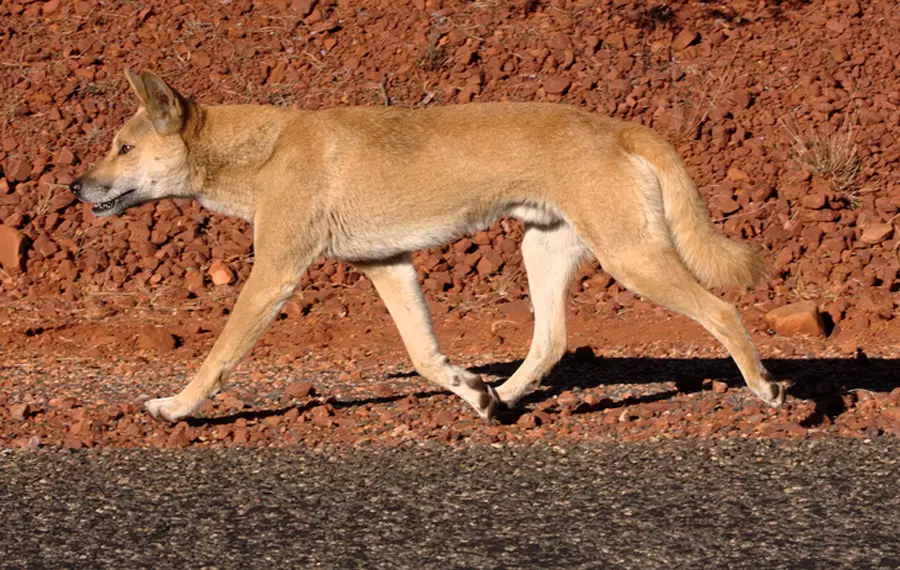 Kampen om en plats i solen Runt mitten av 1800 -talet tog australierna aktivt igång fåruppfödning, vilket snabbt blev en mycket viktig ekonomisk industri. Dingo hade en sådan situation på sin tass: att jaga får - en enkel sak. Fattiga australier fick till och med bygga det längsta staketet (nu sträcker det sig 5 614 kilometer, från Toowoomba till Great Australian Bay). Regeringen lägger över 15 miljoner dollar på detta staket varje år.