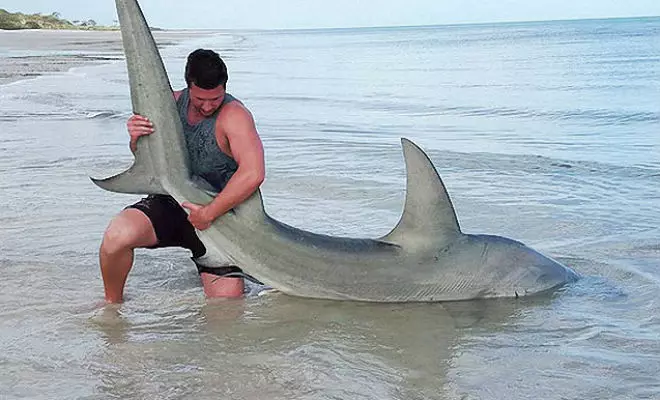 Atrapó un tiburón martillo con una caña de pescar: el depredador fue devuelto al océano