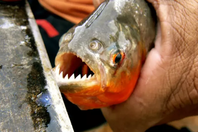 Piranha ısırığı nə qədər güclüdür