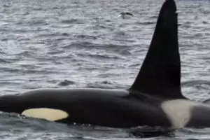 Las ballenas han aprendido a engañar a las orcas en un susurro
