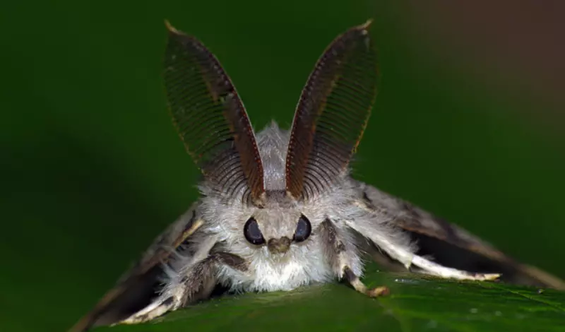 Silkworms Eta a tout antye de Rhode Island te frape pa yon envazyon san parèy nan silkworms nan 2016. Nan jis yon mwa, ord chini te detwi dè dizèn de milye de pyebwa, mete biznis la antre an antye an danje.