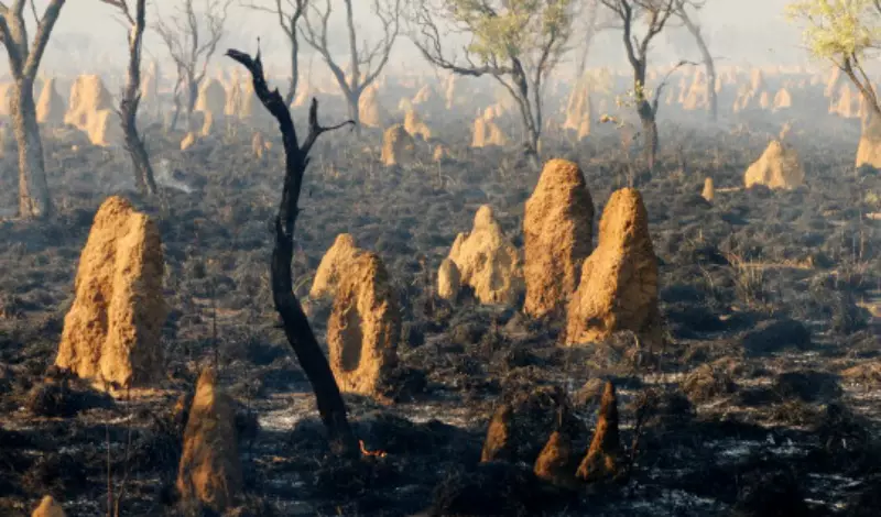 Aranyes i els habitants de Memphis van lluitar amb aranyes durant la tardor del 2015. Els aracnàfobs van abandonar la ciutat del tot: milions d’aranyes teixien una xarxa tan densa que fins i tot cobria les voreres.