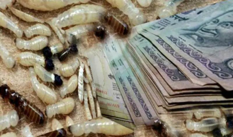 Termites Yon bank Mumbai ki baze sou te fòse yo ranpli pou fayit apre ord nan termites enfiltre vout li yo nan 2011. Ensèk move te detwi sou dis milyon dola.