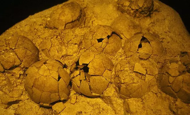 Un uomo cinese ha trovato per caso un antico uovo di dinosauro unico