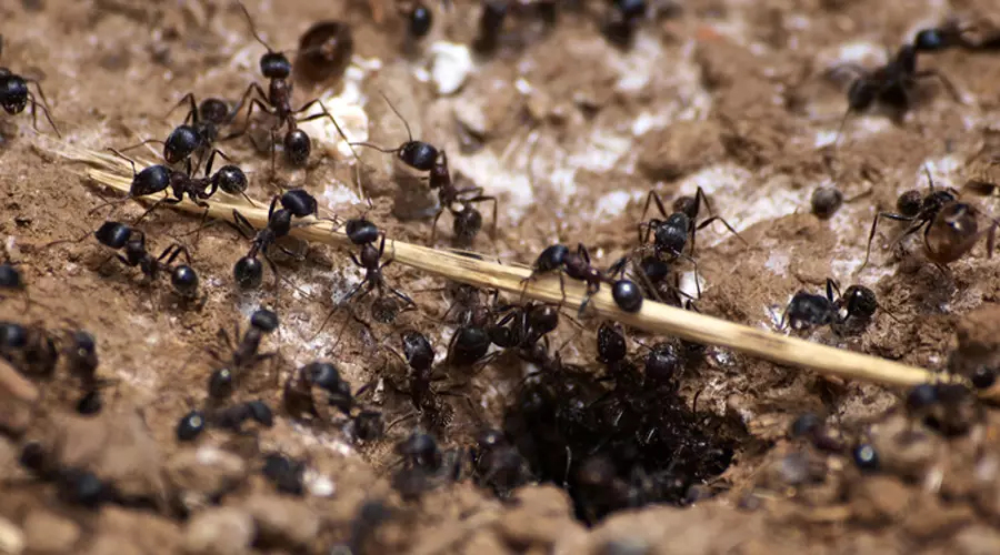 Control de insectos Las hormigas odian la sal por alguna razón. Intente rociar sal alrededor de los umbrales de las puertas, las ventanas y donde haya visto grandes concentraciones de hormigas. Tres días y los problemas desaparecieron.