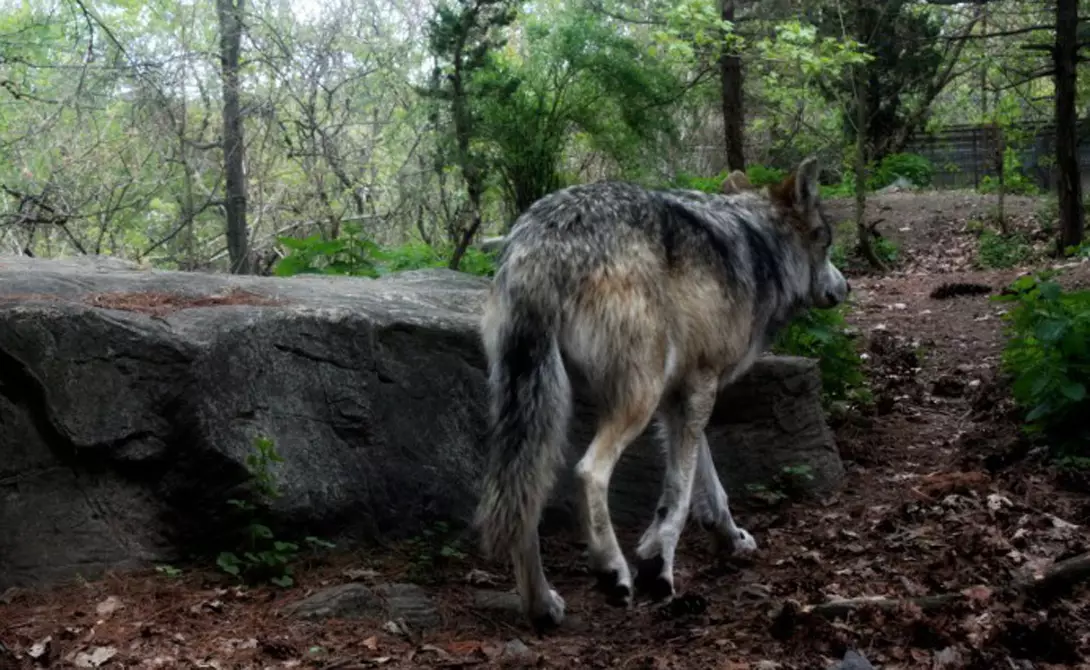 Wette Lees die wette aandagtig deur, daar kan beperkings wees. Baie lande reguleer die aanhou van wolwe volgens die persentasie wolf tot honderasse. In Rusland laat die burgerlike wet 'n jagter toe om enige dier wat wettiglik gevang is, te besit - as u 'n wolf koop, doen dit eers na 'n deeglike ondersoek van alle dokumente.