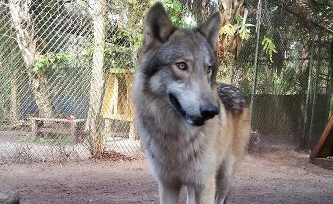 Yanayin tsarewa Tabbas, idan da gaske kuna so, kuna iya ajiye kyarkeci har ma a cikin kabad. Da gaske ba zai ba da jin daɗi ga ko dai dabba ko ku ba. Wolves halittu ne masu son 'yanci. Babban jirgin sama a kan wani fili mai zaman kansa shine mafi kyawun zaɓi. Dabbar za ta buƙaci sarari da yawa don wasannin da ke haɓaka ta jiki.