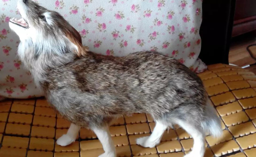 Socialización O paquete de lobos é vital. O ideal sería levarlle á nai un cachorro de lobo de dúas semanas e comezar a botala por ti mesmo, acostumándoo gradualmente á xente. Ademais, o can será unha excelente axuda na socialización do lobo. Se pon ao seu amigo de catro patas un animal salvaxe, os dous acostúmanse rapidamente e o lobo aprenderá a comportarse correctamente con animais doutras especies.