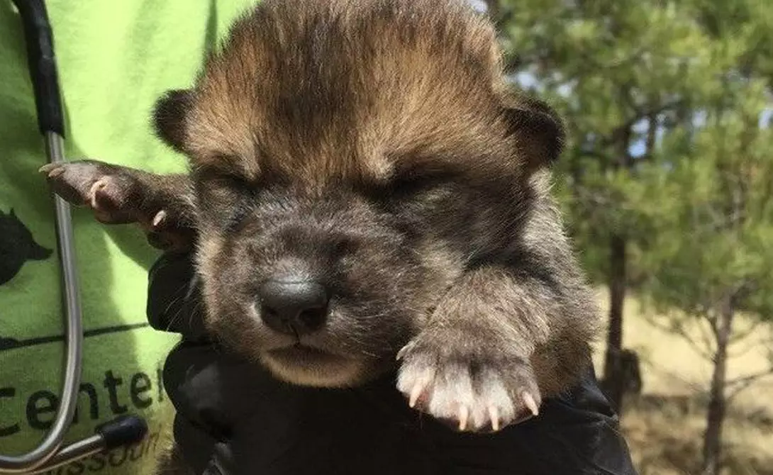 Comezamos unha casa para un lobo de verdade 2123_6