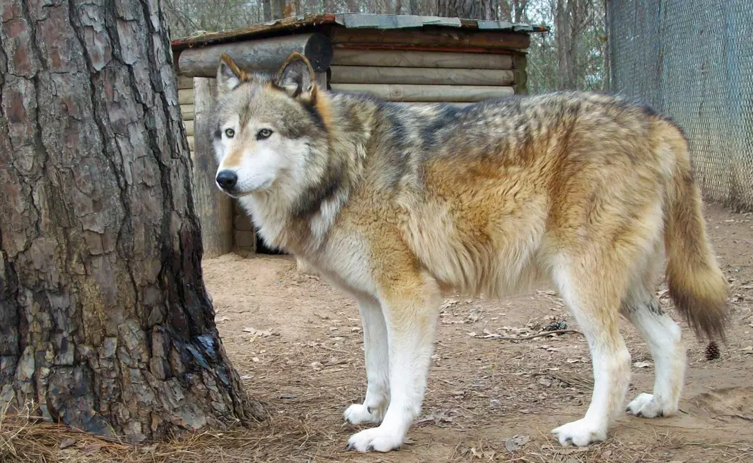 Entertainment O aburrimento é fatal para un animal salvaxe. A natureza non pretendeu que os lobos sexan pasatempos inactivos, dos que poden caer facilmente nunha desanimación destrutiva. Cambia os xoguetes no aviario, arranxa alí obstáculos artificiais, planta unha árbore, se o espazo o permite, incluso podes cavar unha pequena lagoa. Non esqueza acostumar aos salvaxes á correa: hai que andar aos lobos a diario.