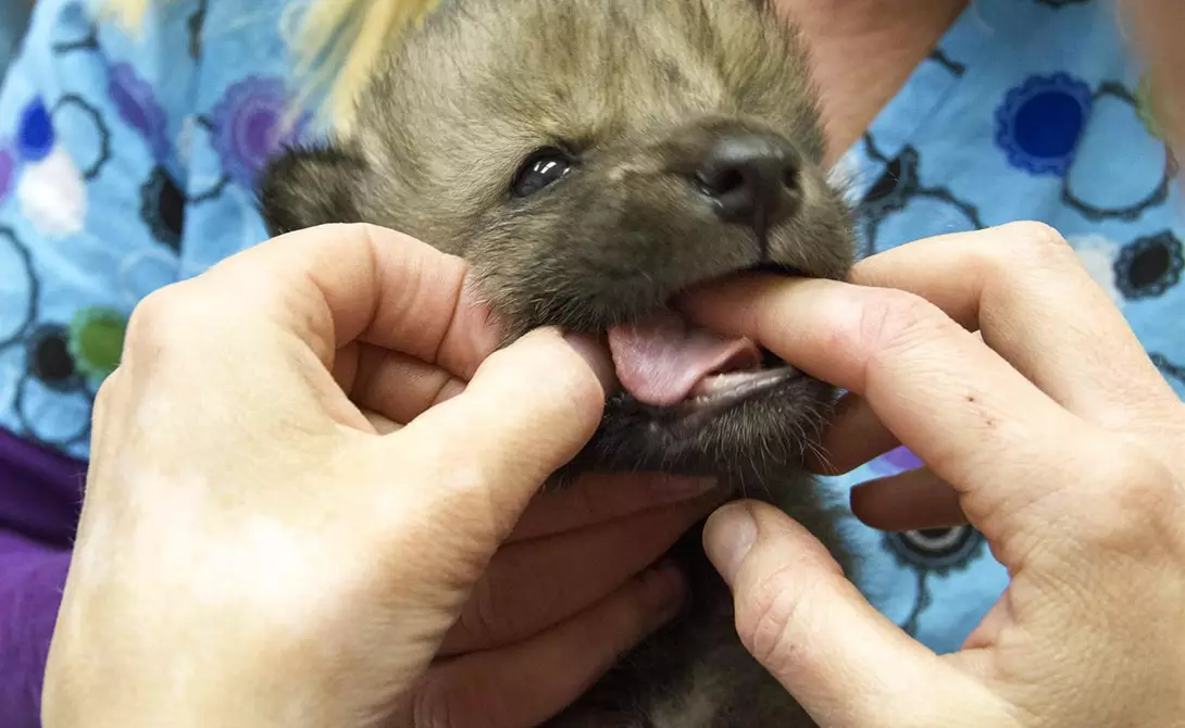 Medicininė pagalba Prieš įsigyjant gyvūną, reikia susipažinti su artimiausiu veterinarijos gydytoju, kuris prireikus yra pasirengęs suteikti savo paslaugas. Viename dideliame mieste gali būti tik trys ar keturi tokie specialistai.