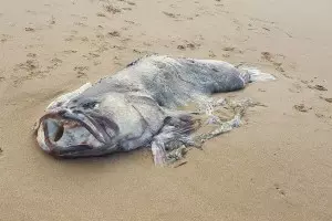 Een monstervis ter grootte van een mens deed het hele strand schrikken. Niemand begreep wat voor creatie het was